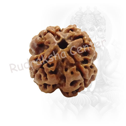 4 (Four) Mukhi Nepalese Rudraksha,Four Faced Rudraksha Nepali